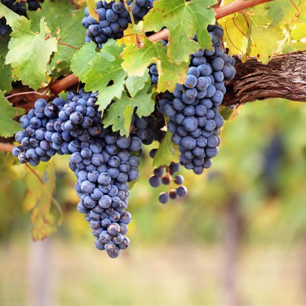 Hawk Ridge Winery Dinner - South Windsor, CT | Burtons Grill & Bar